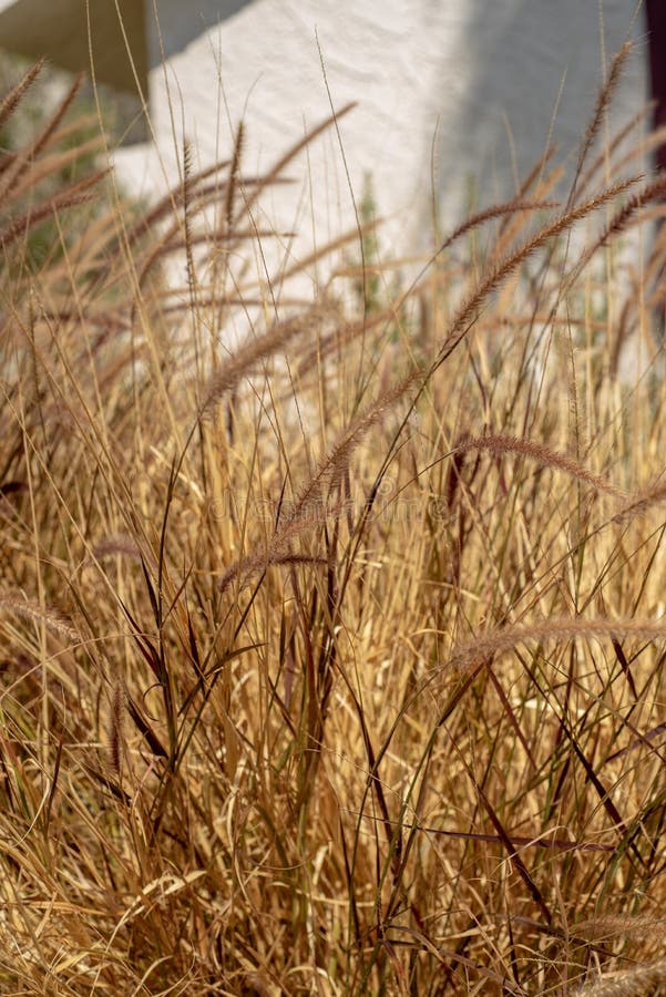 Brown Grasses Blowing in Wind Nature Background Stock Image - Image of ...