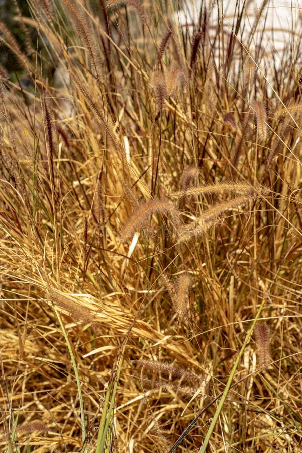 Brown Grasses Blowing in Wind Nature Background Stock Photo - Image of ...