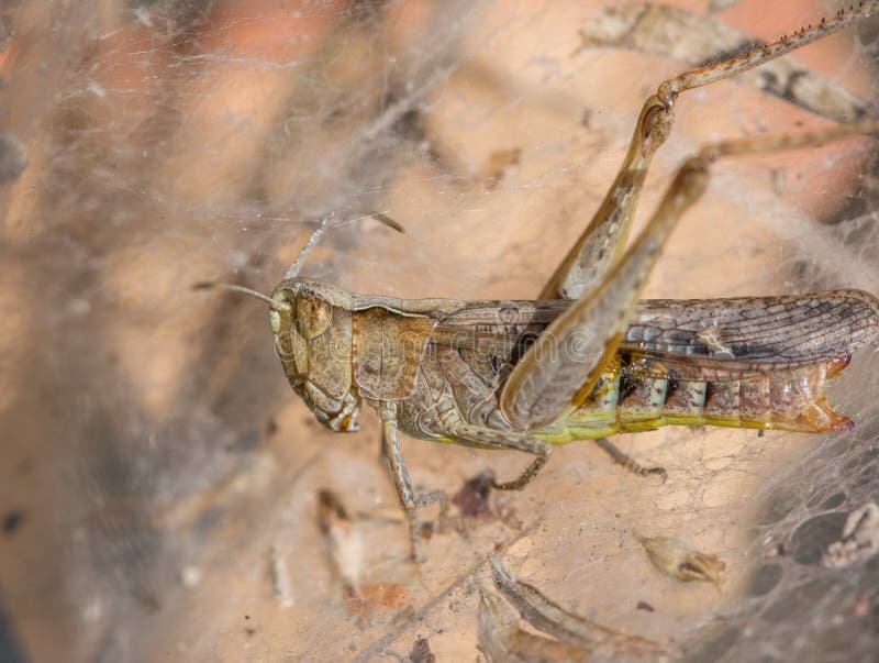 Brown Grasshopper Caught in a Spiders Web Stock Image - Image of nature ...