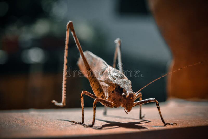Brown grasshopper stock photo. Image of summer, jump - 258057858