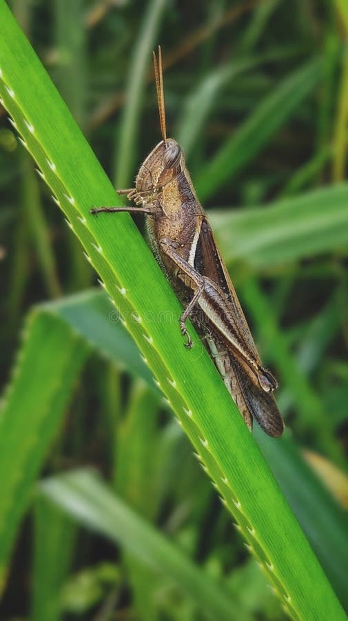 Brown Grasshopper on Diagonal Screwpine Leaf with Green Nature ...