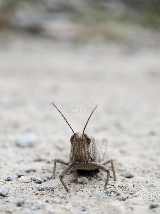 Brown Grasshopper Head and Antenna Stock Photo - Image of chorthippus ...