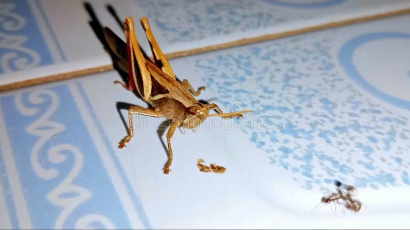 Brown Grasshopper Insects Chasing Ants Stock Footage - Video of animal ...
