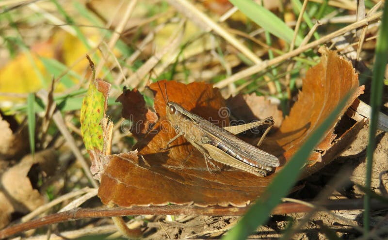 Grasshopper in the Garden, Closeup Stock Image - Image of closeup ...