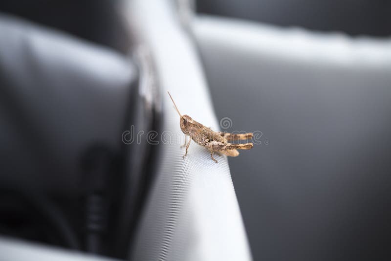 Brown grasshopper. stock photo. Image of gray, feeler - 72019690