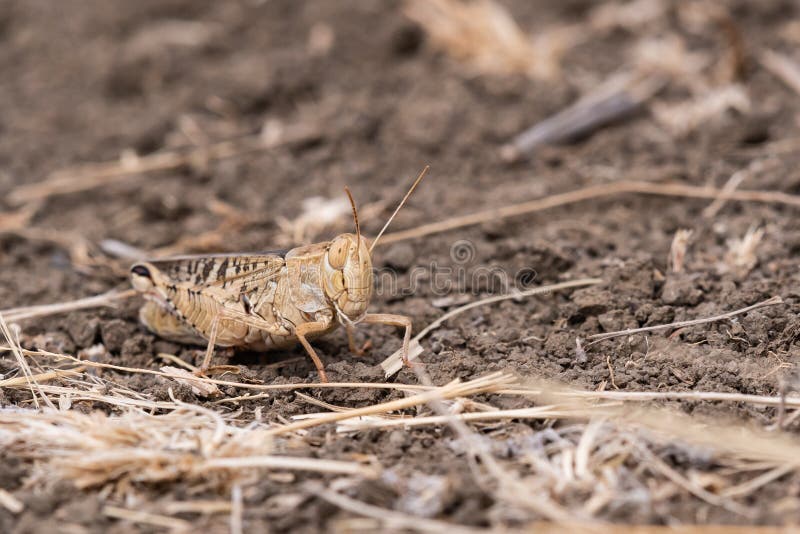 Brown Grasshopper in Nature, Migratory Bird Locust or Brown Spotted ...