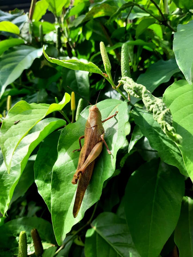 A Green Grasshopper Perched on the Leaves and Branches of a Guava Tree ...