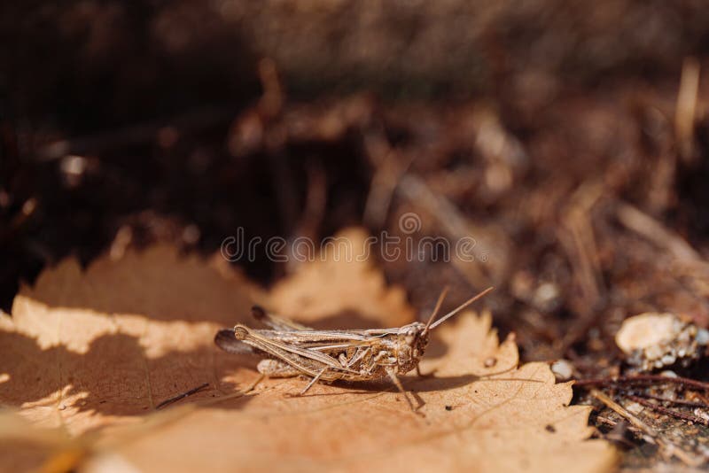 Grasshopper in fall garden stock image. Image of green - 77590055