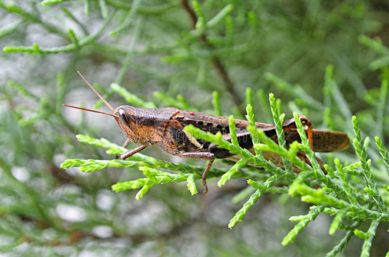 Brown Grasshopper Sitting on a Pine Tree Leafs Stock Photo - Image of ...