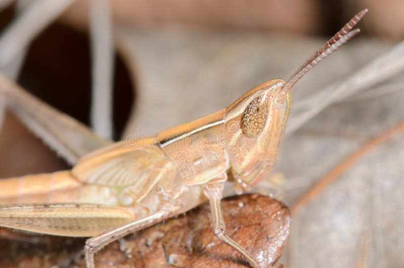 Brown Grasshopper stock photo. Image of animal, wildlife - 42628796