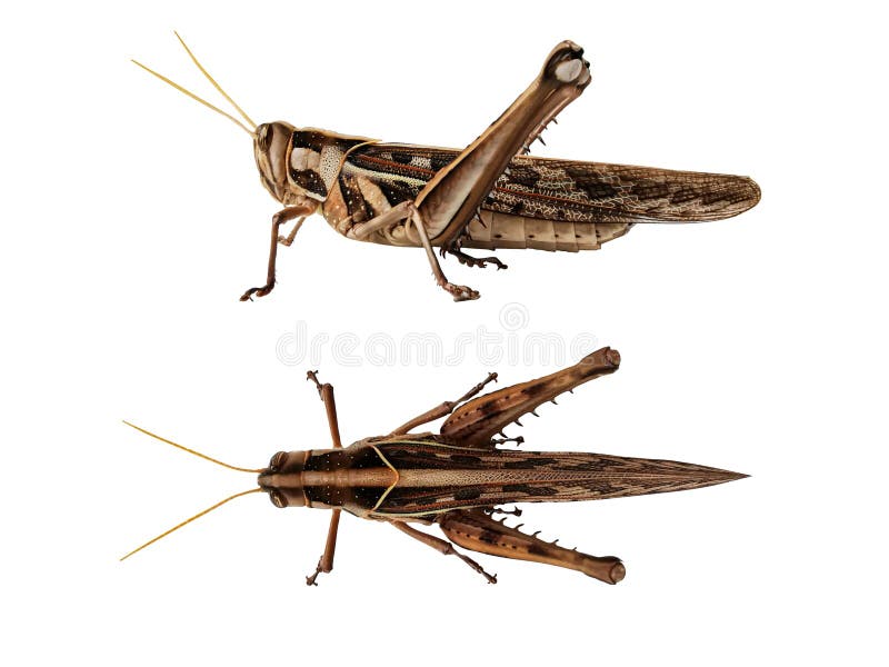 Top And Side View Of Grasshopper Stock Photo - Image of jump, close ...
