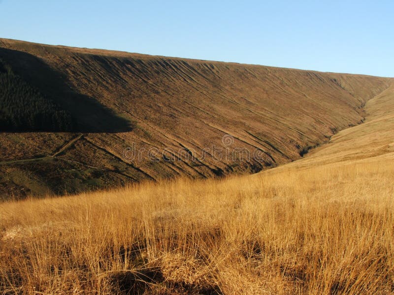 Landscape Photography Of Brown Pine Trees Picture. Image: 105608526