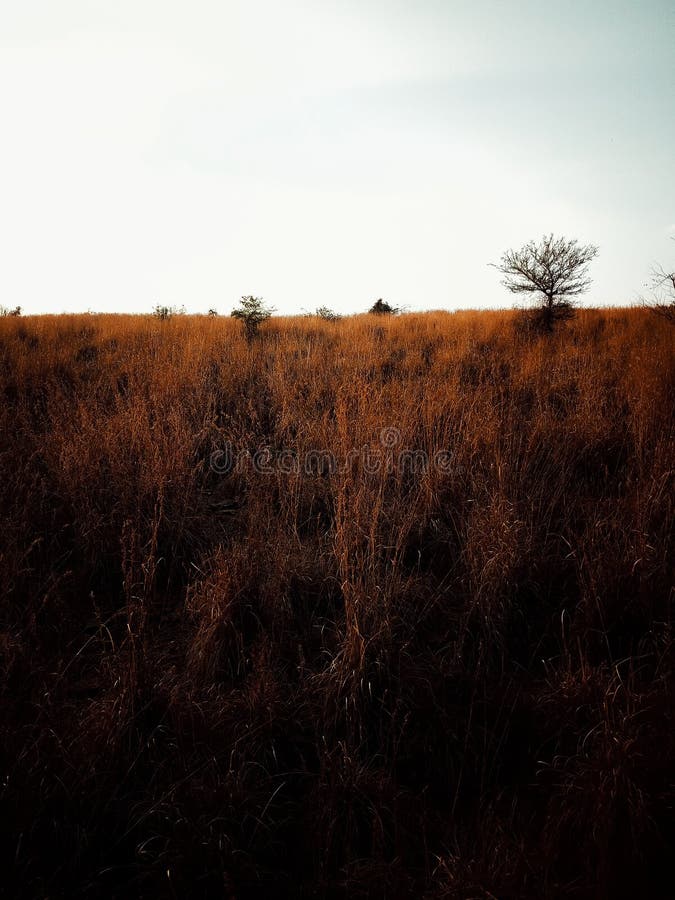 Brown grasslands stock photo. Image of reflection, painting - 258289408