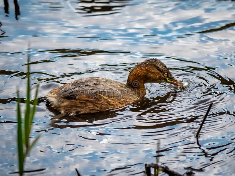 Japanese Pond Turtle stock image. Image of park, japan - 95825443