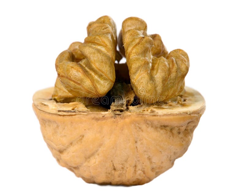 A brown acorn stock photo. Image of white, detail, natural - 12149180