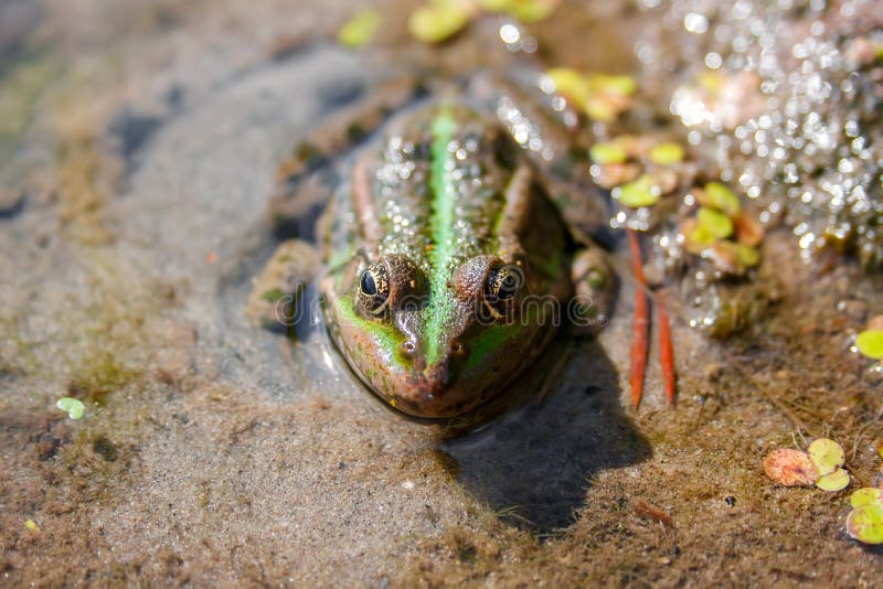 Front view frog stock photo. Image of toad, national - 47613490