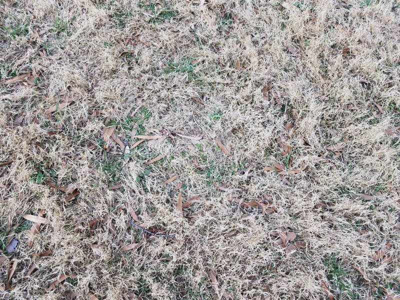 Brown and Green Grass in the Yard Stock Photo - Image of yard, brown ...