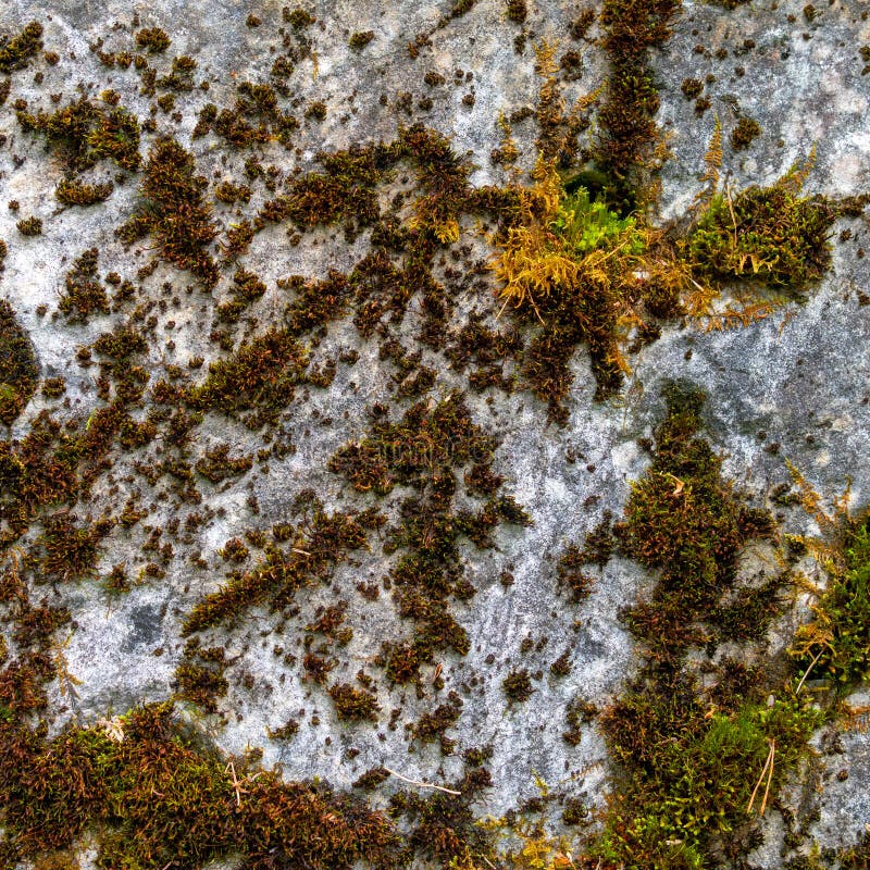 Brown and Green Moss on a Rock Stock Photo - Image of beautiful, moss ...