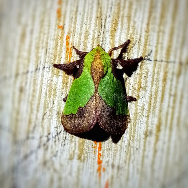 Brown Green Moth Insects on the Wall Stock Photo - Image of wall ...