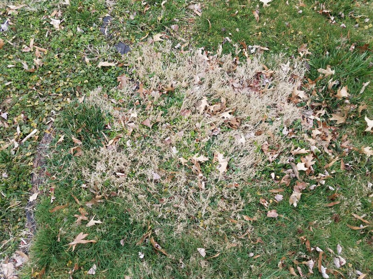 Brown and Green Patch of Lawn Grass with Tree Roots Stock Image - Image ...