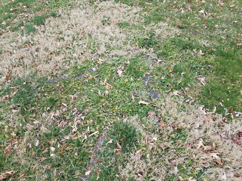 Brown and Green Patch of Lawn Grass with Tree Roots Stock Image - Image ...