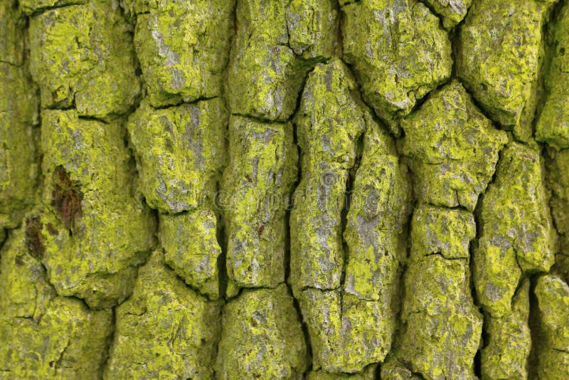 Brown and Green Tree Bark Cortex Stock Photo - Image of bark, cortex ...
