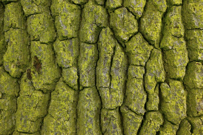 Brown and Green Tree Bark Cortex Stock Photo - Image of cortex, tree ...
