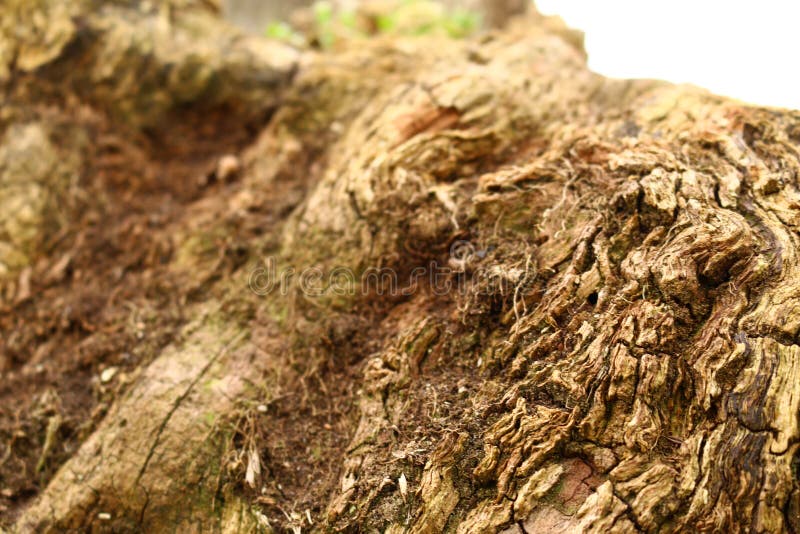 Brown and Green Tree Bark Cortex Stock Photo - Image of brown, cortex ...