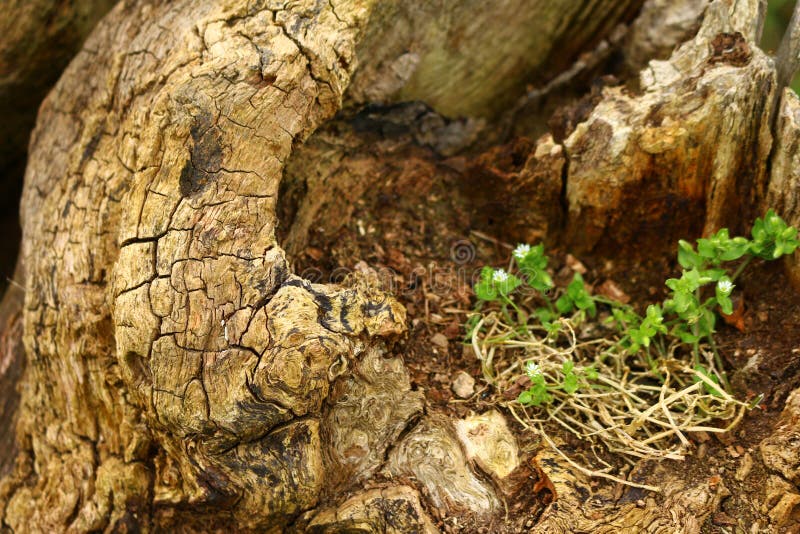 Brown and Green Tree Bark Cortex Stock Image - Image of green, brown ...