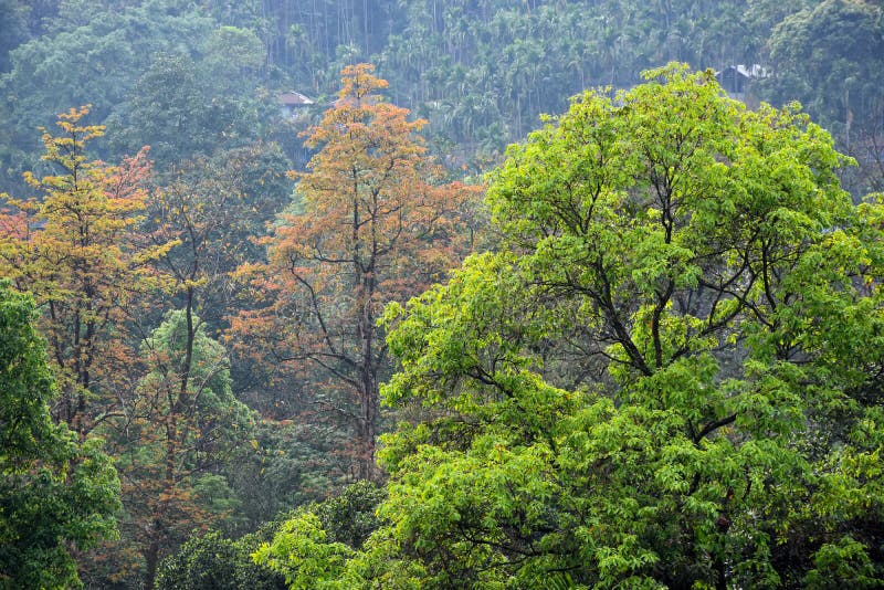 Himalayan Forest , Redish Yellow Tree and Green Ridges Stock Photo ...
