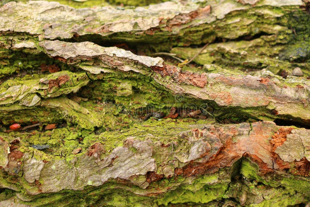Brown Green Wooden Bark Texture Tree Cortex Stock Photo - Image of ...