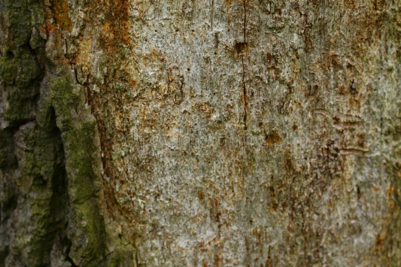 Brown Green Wooden Bark Texture Tree Cortex Stock Photo - Image of tree ...