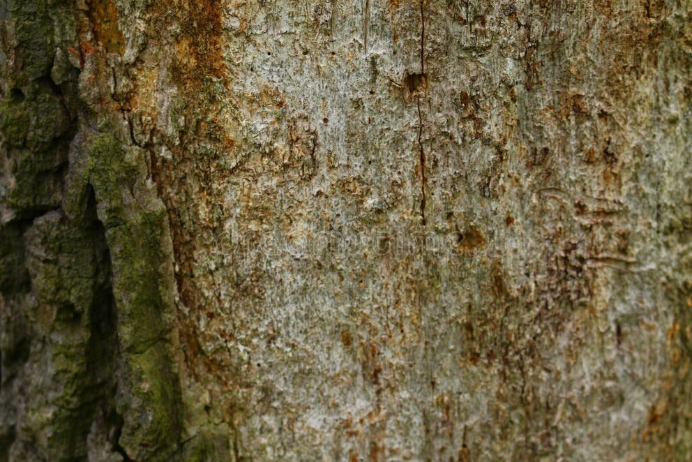 Brown Green Wooden Bark Texture Tree Cortex Stock Photo - Image of tree ...