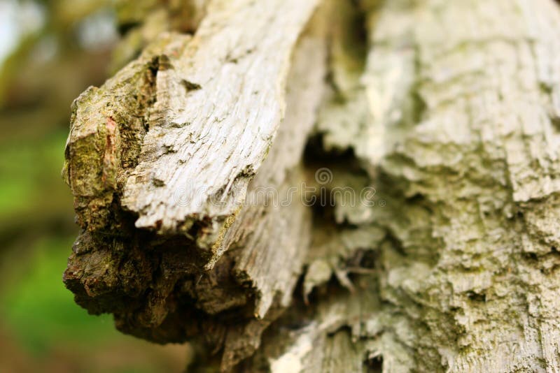 Brown Green Wooden Bark Texture Tree Cortex Stock Photo - Image of ...