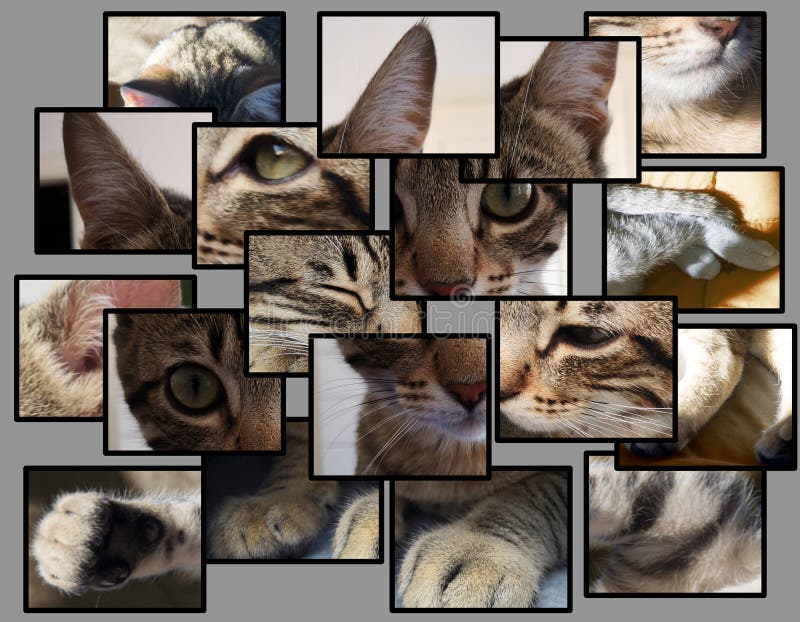 Brown Grey Cat, Different Parts of the Body Collage Over Black ...