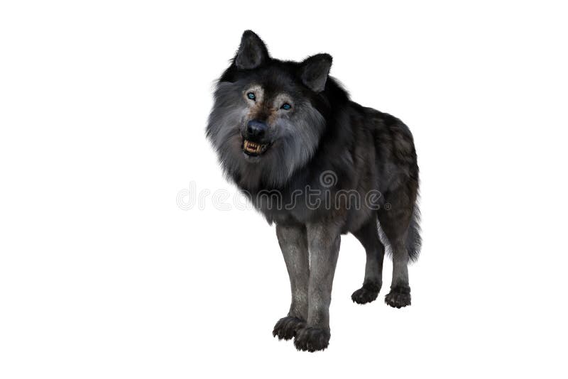 Wolf Growling Front View