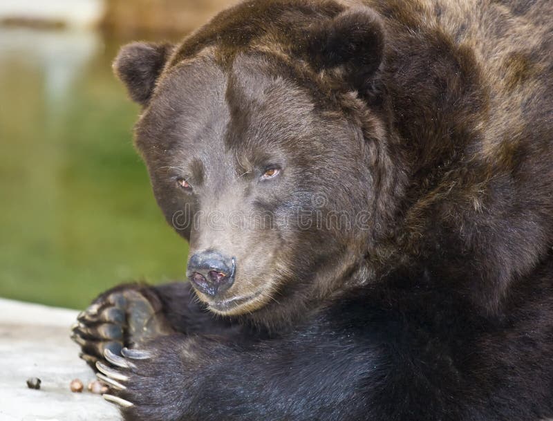 Brown grizzly bear stock image. Image of green, horizontal - 17465237
