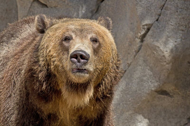 Grizzly Facing Left stock photo. Image of color, detail - 93925330