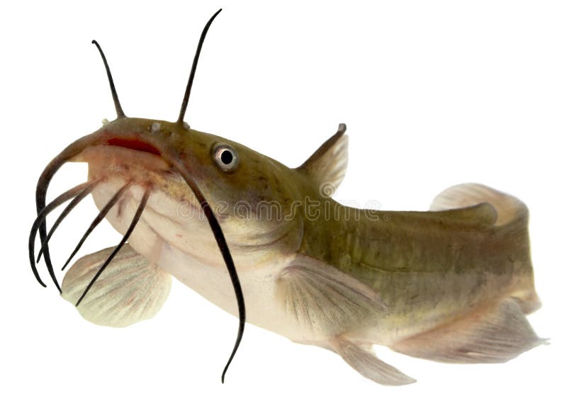 Brauner Wels - Isoliert (Ictalurus Nebulosus) Stockbild - Bild von kopf ...