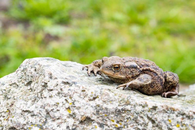 A Brown Ground Frog Sits on the Ground Stock Image - Image of closeup ...
