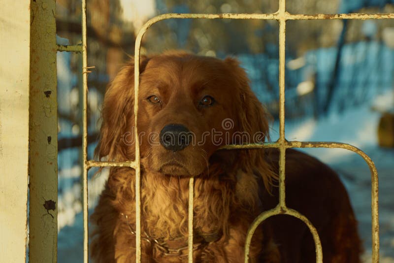 Brown guard dog stock photo. Image of barking, obedience - 66504932