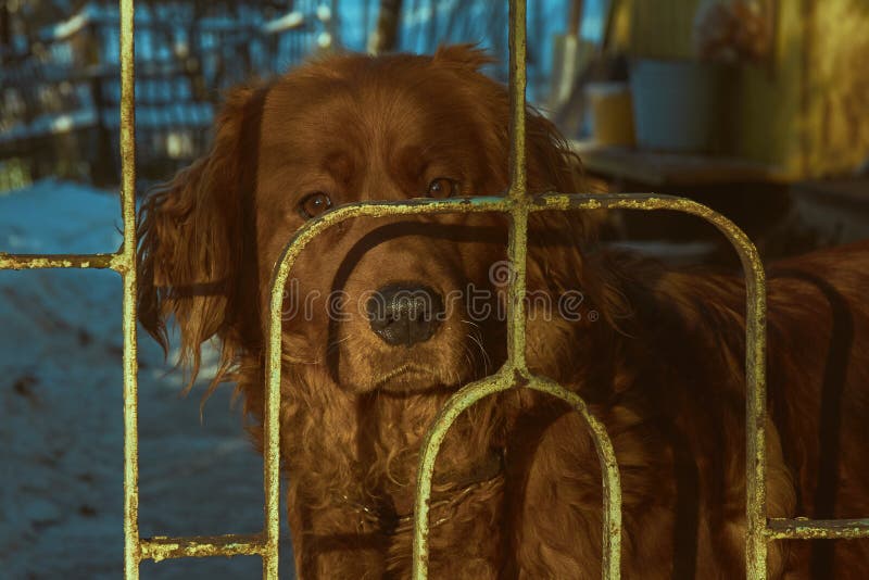 Brown guard dog stock photo. Image of outdoors, action - 66505302