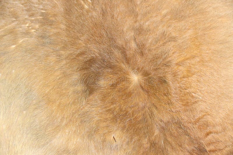 Brown hair stock photo. Image of donkey, detail, texture - 66679212