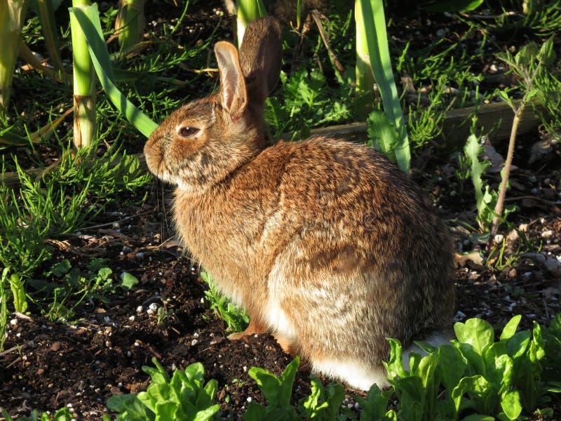 Brown Haired Bunny Rabbit stock image. Image of bunny - 182323425