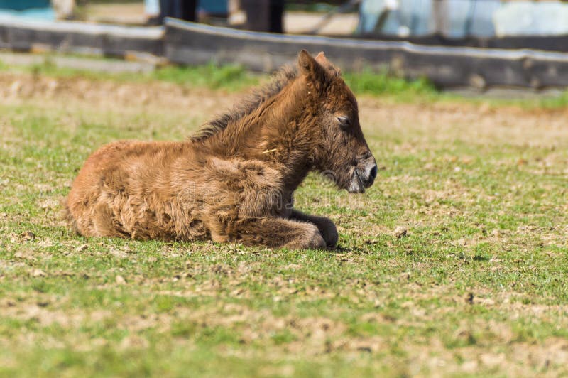 A Brown Haired Mule Seated on a Grassland Stock Photo - Image of grassy ...