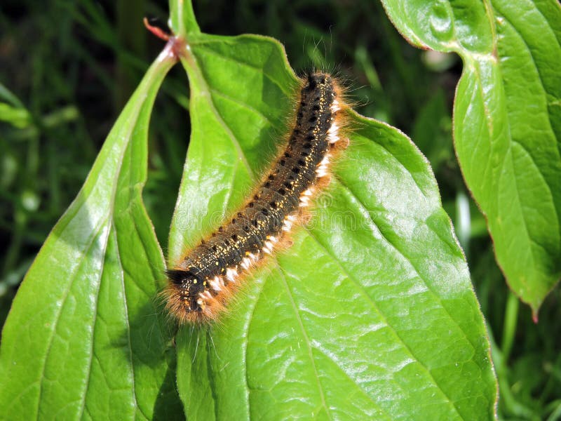 Brown Hairy Caterpillar , Lithuania Stock Image - Image of animal, leaf ...