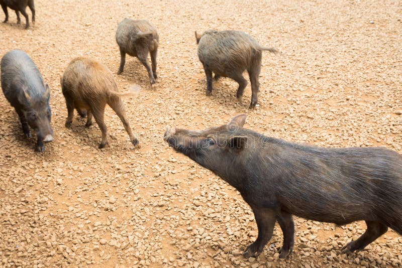 Several Pigs with a Sow Came To the Sea Beach To the Water Stock Image ...