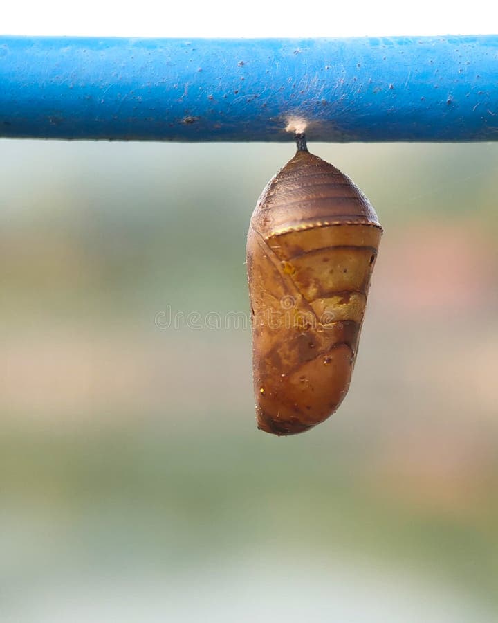 The Brown Hanging Cocoon stock photo. Image of cocoon - 318156814