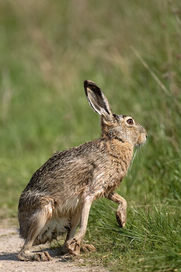 Brown hare stock image. Image of brown, rabbit, mammal - 30901233