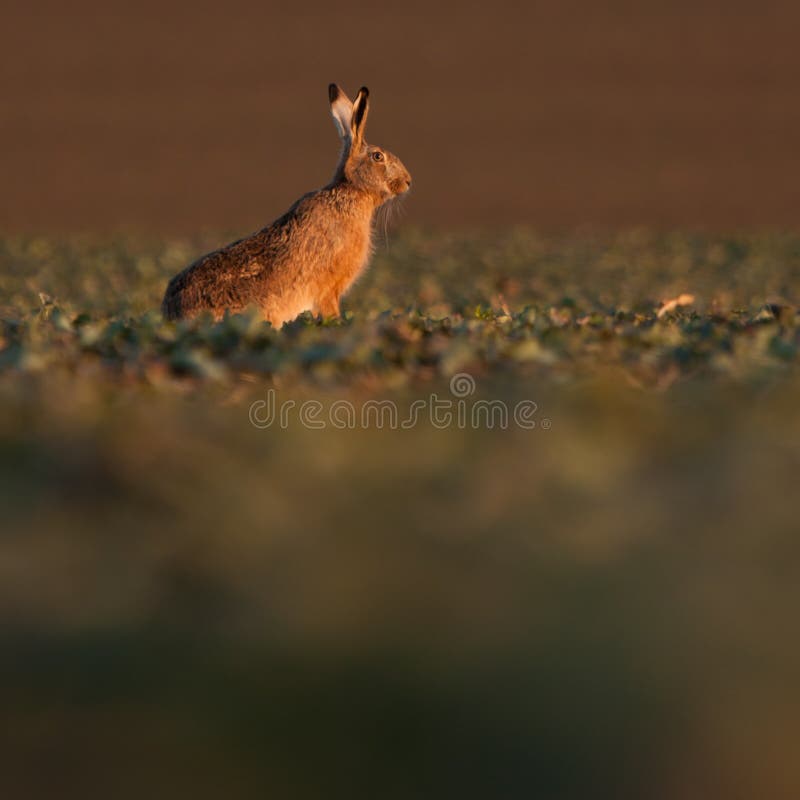 Brown hare stock photo. Image of brown, rodents, hare - 69334004